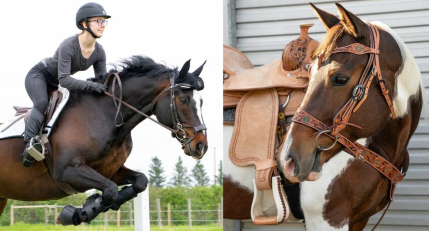 Comparing English vs. Western Riding: What Are the Differences ...